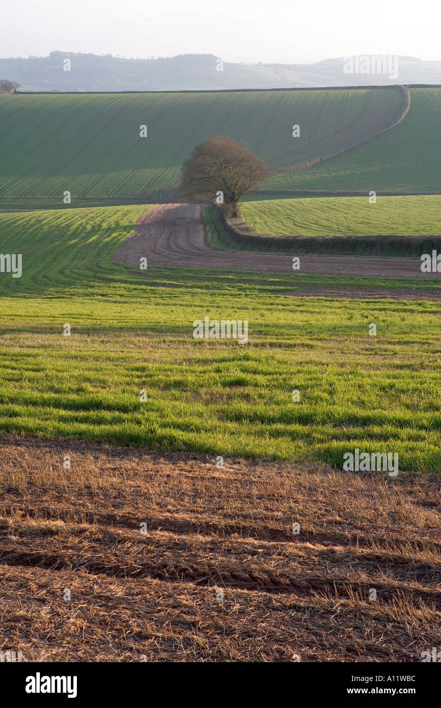 Undulating hills and hedge with tree in Devon England Stock Photo - Alamy