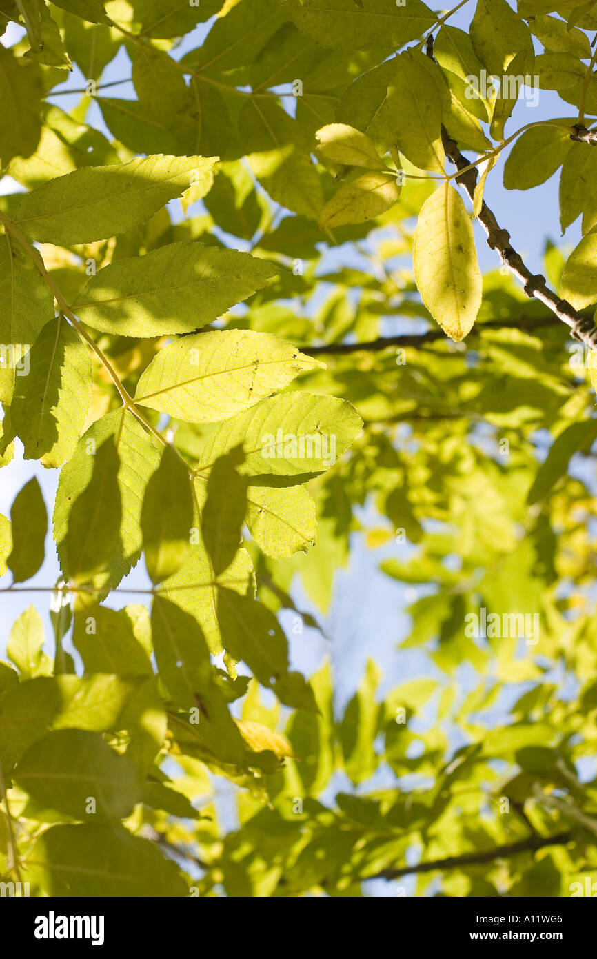 green leaves in fall Stock Photo - Alamy