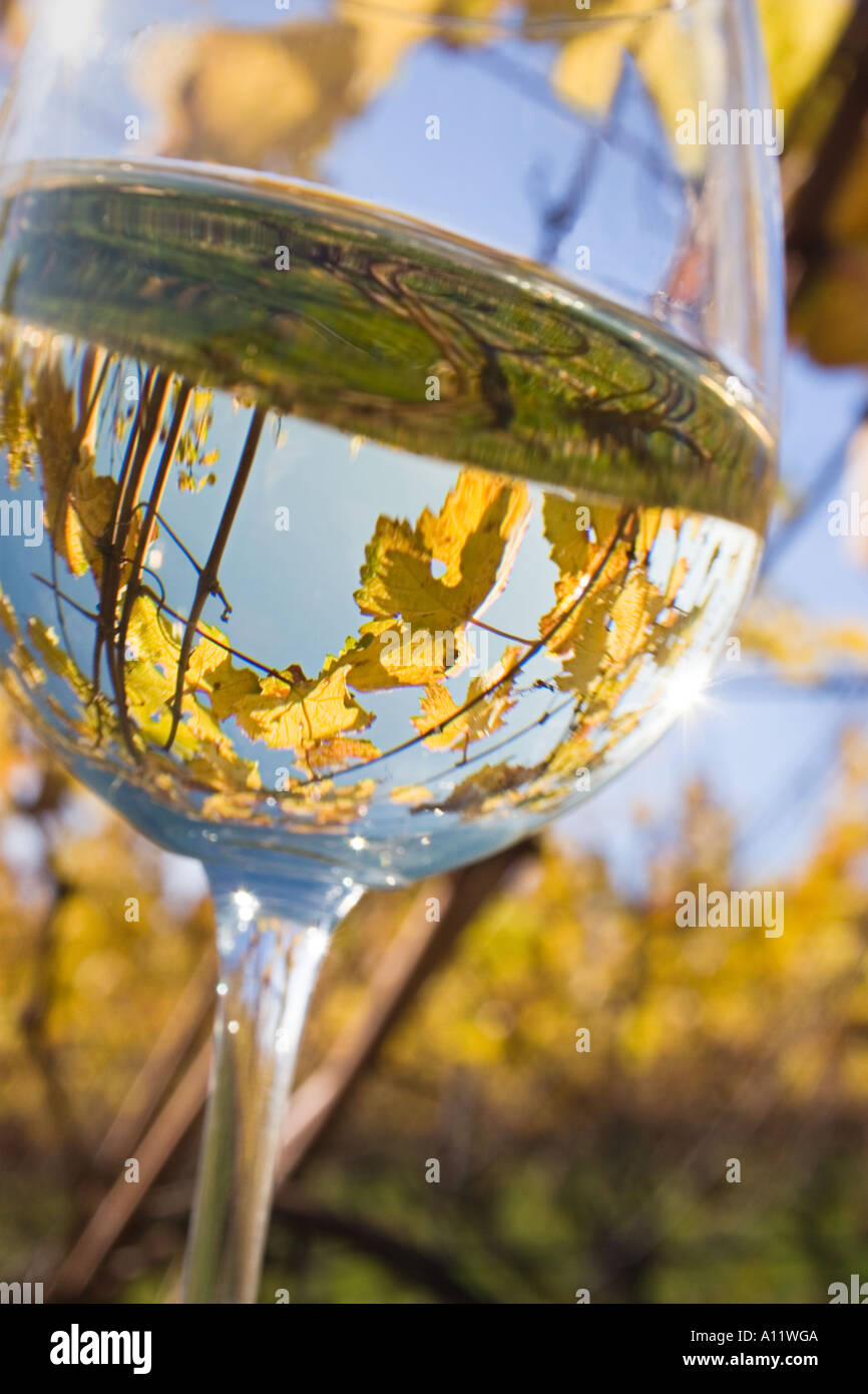 Wine Glass Reflection Photography