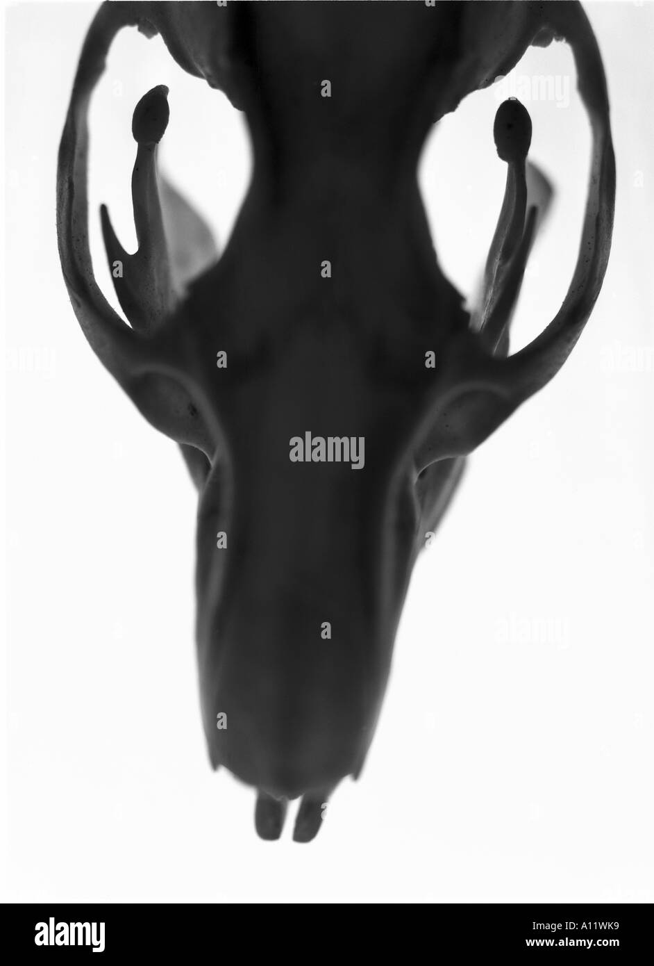 Rodent bones Black and White Stock Photos & Images - Alamy