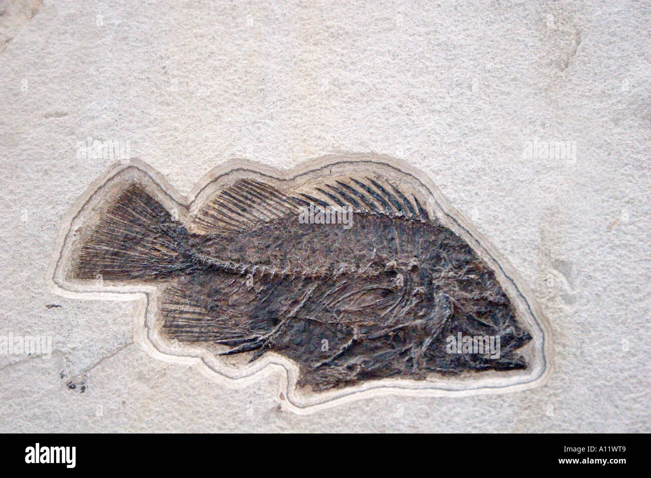 Fossil fish hi-res stock photography and images - Alamy