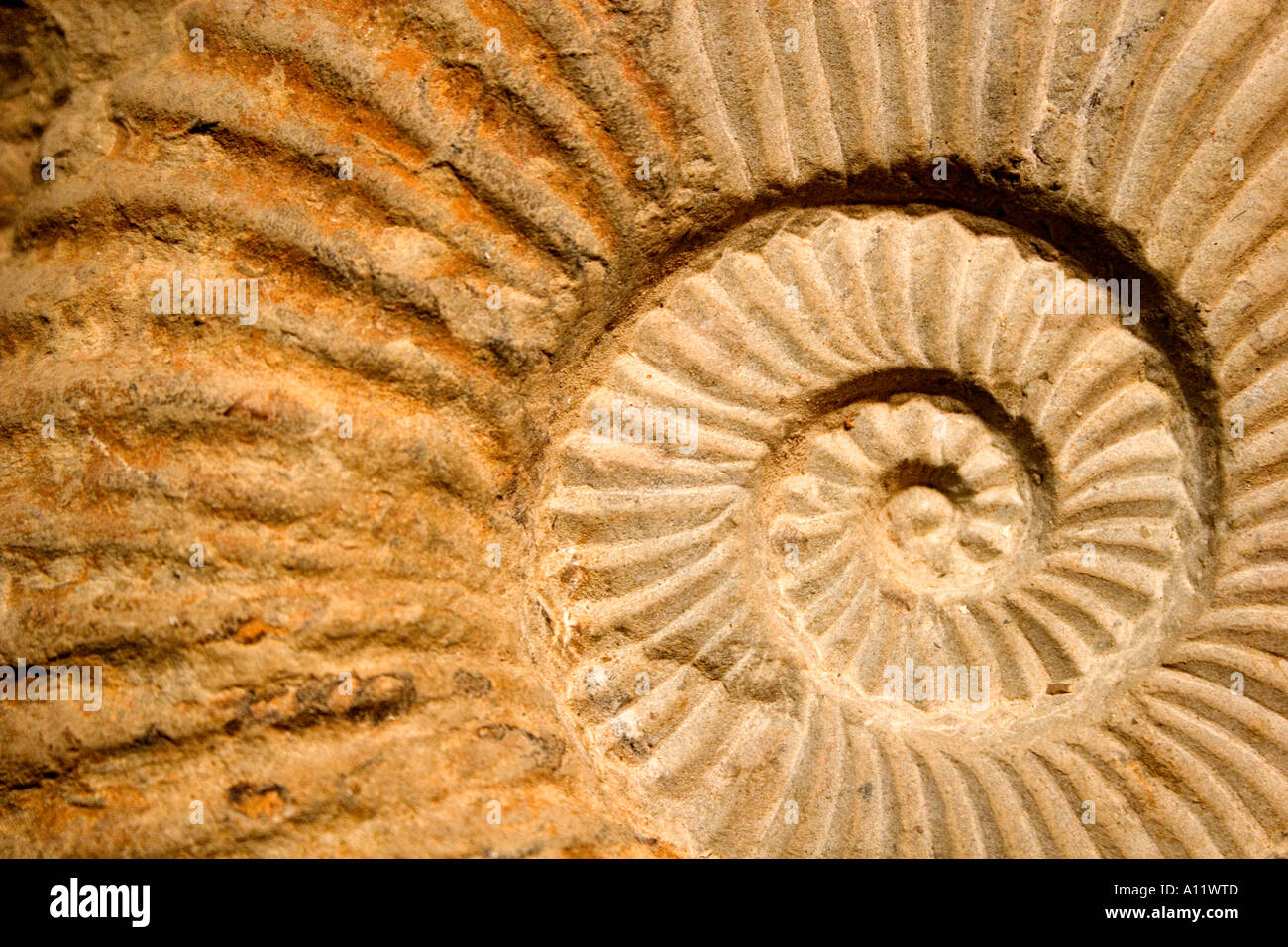 Prehistoric stone fossilized ammonite hi-res stock photography and ...