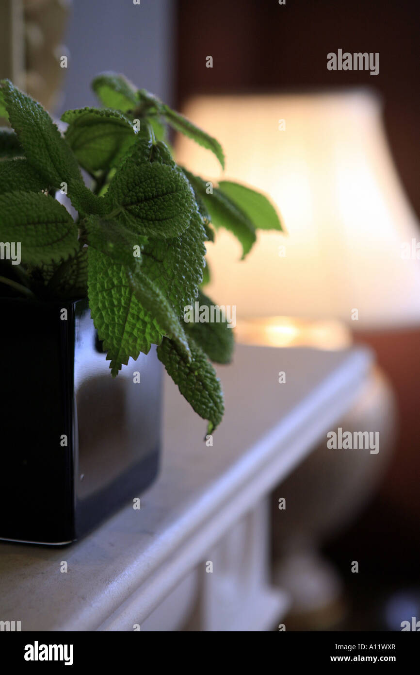 Simpsons Edgbaston High Resolution Stock Photography and Images - Alamy