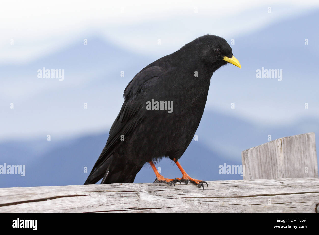Alpendohle, Pyrrhocorax graculus Stock Photo - Alamy