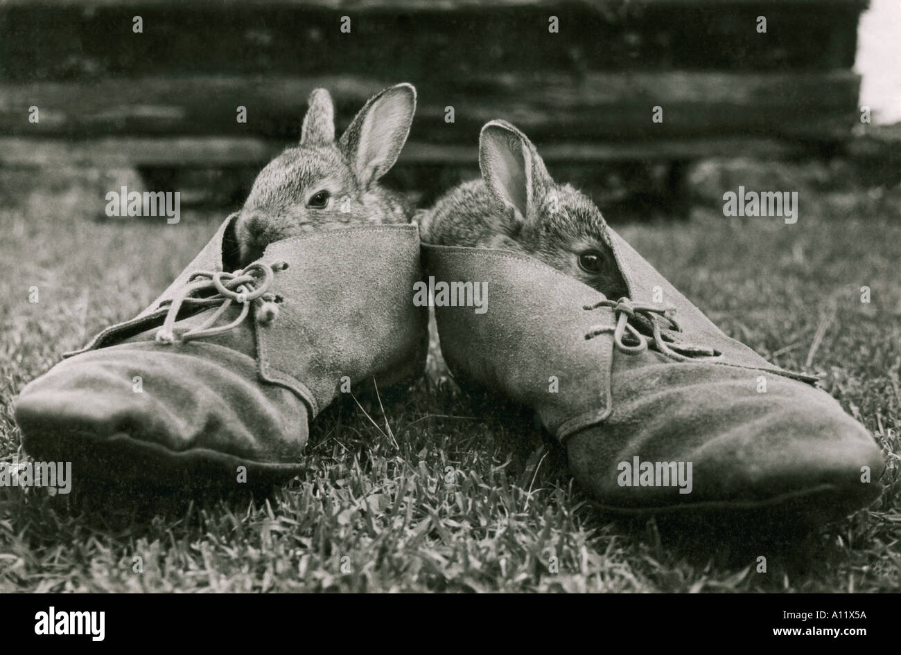 bunnies in boots Stock Photo - Alamy