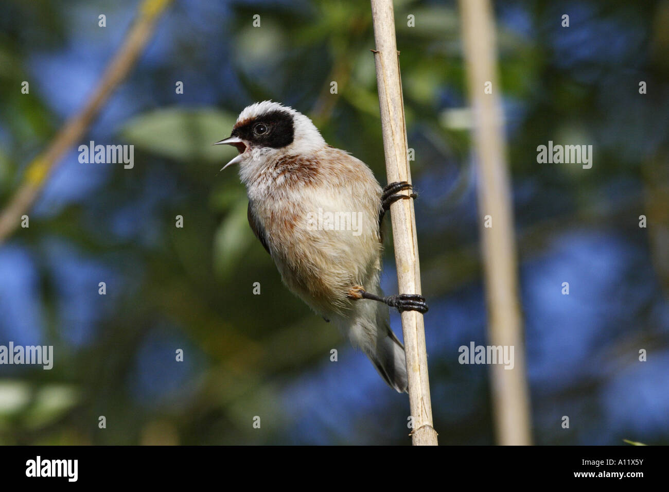 Remiz pendulinus, eurasian penduline tit Stock Photo - Alamy
