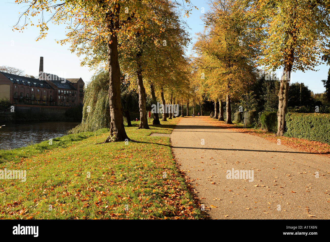 A tree lined walk along the River Severn in the Quarry Park Shrewsbury ...