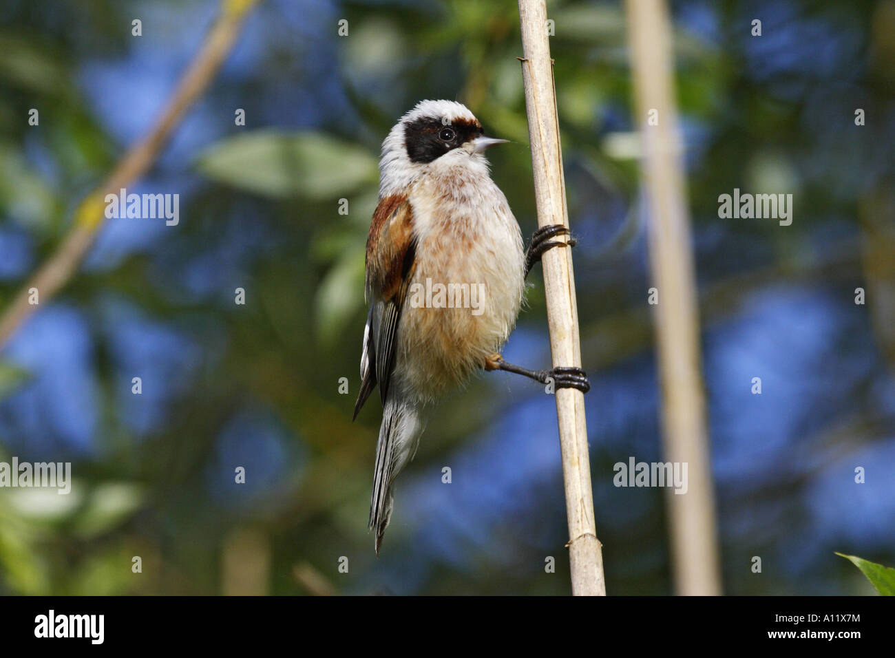 Remiz pendulinus, eurasian penduline tit Stock Photo - Alamy