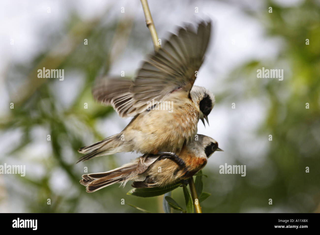 Remiz pendulinus, eurasian penduline tit Stock Photo - Alamy