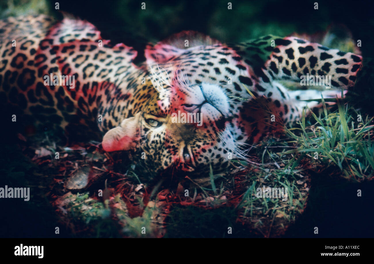 A leopard coloured not with blood but the red edged petals of a desert ...