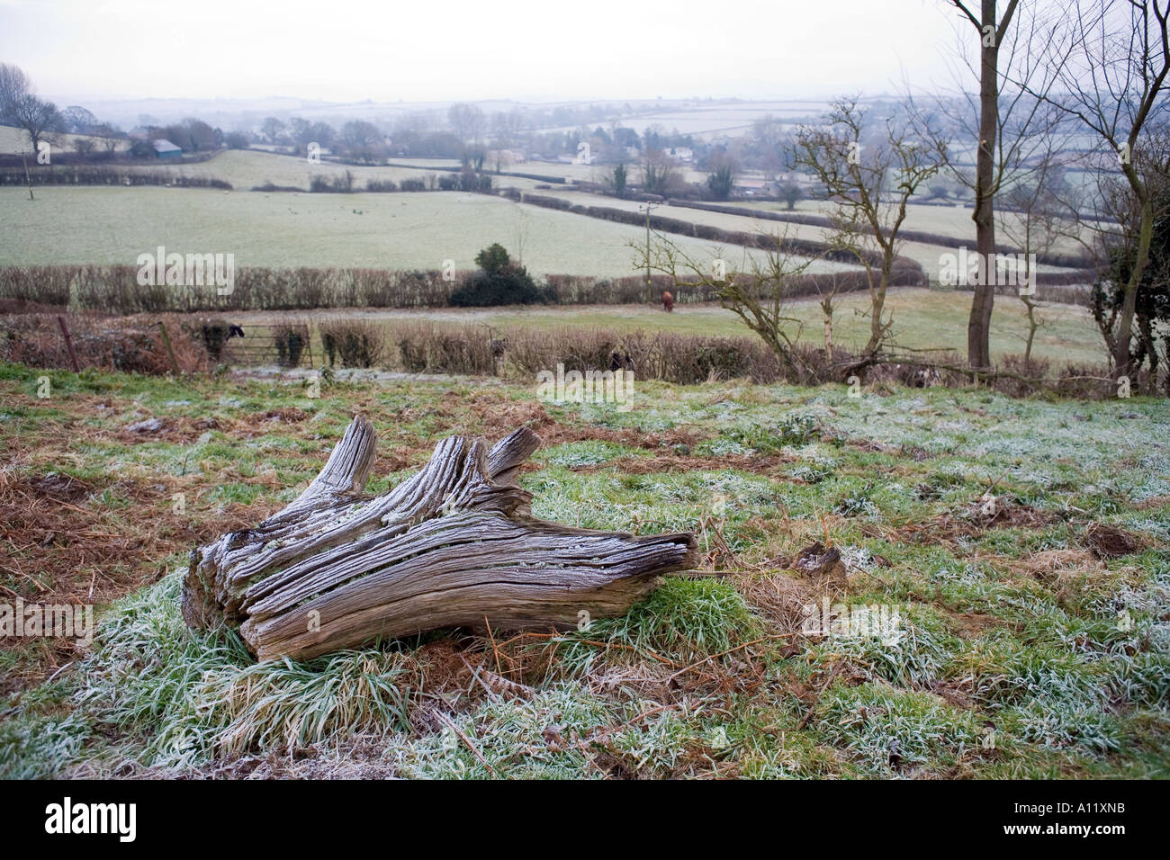 Winter Country Scene near West Chinnock, Somerset Stock Photo - Alamy