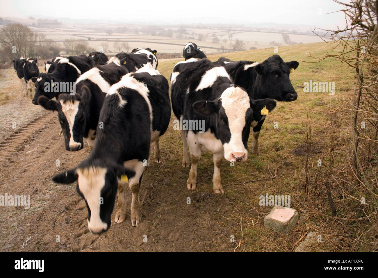 Winter Country Scene near West Chinnock, Somerset Stock Photo - Alamy