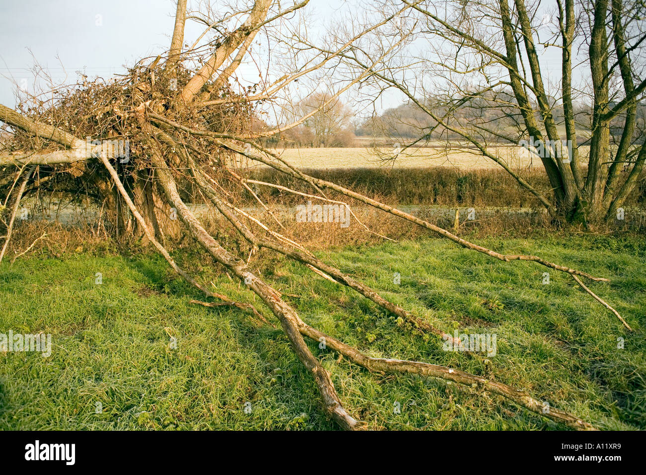 Fallen for the country hi-res stock photography and images - Alamy
