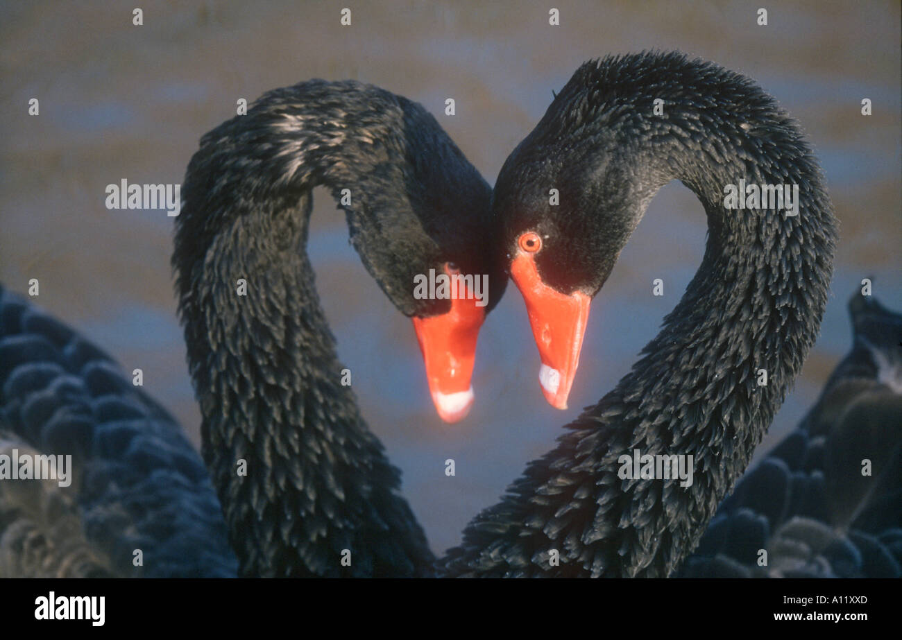 Black Swan heads in heartshape display Stock Photo - Alamy