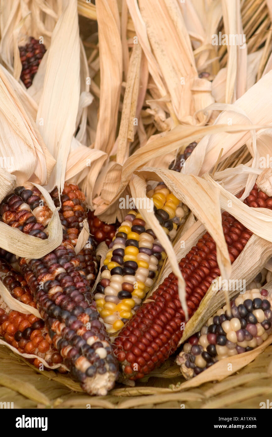 Indian corn fall autumn hi-res stock photography and images - Alamy