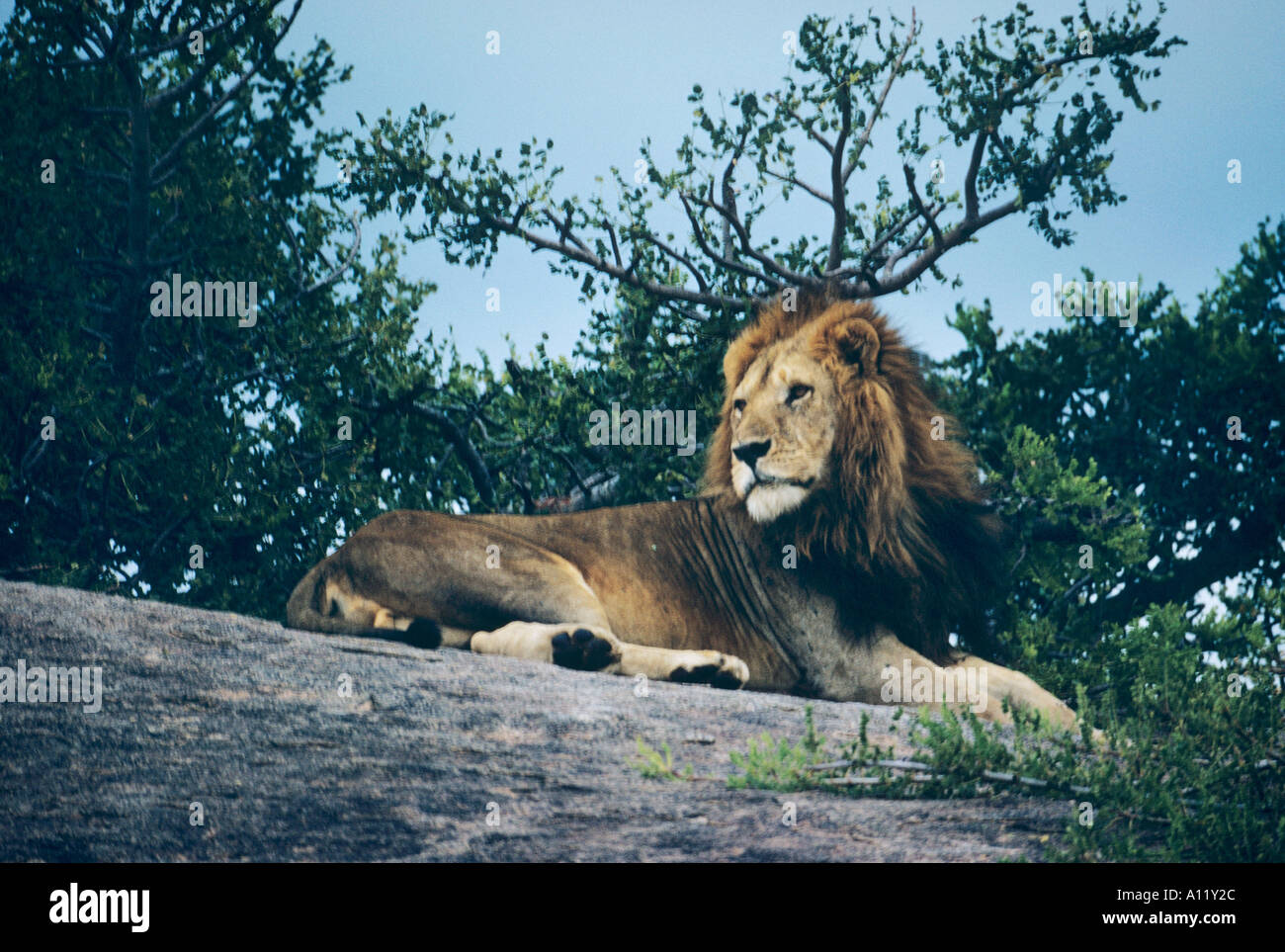 Handsome lion hi-res stock photography and images - Alamy