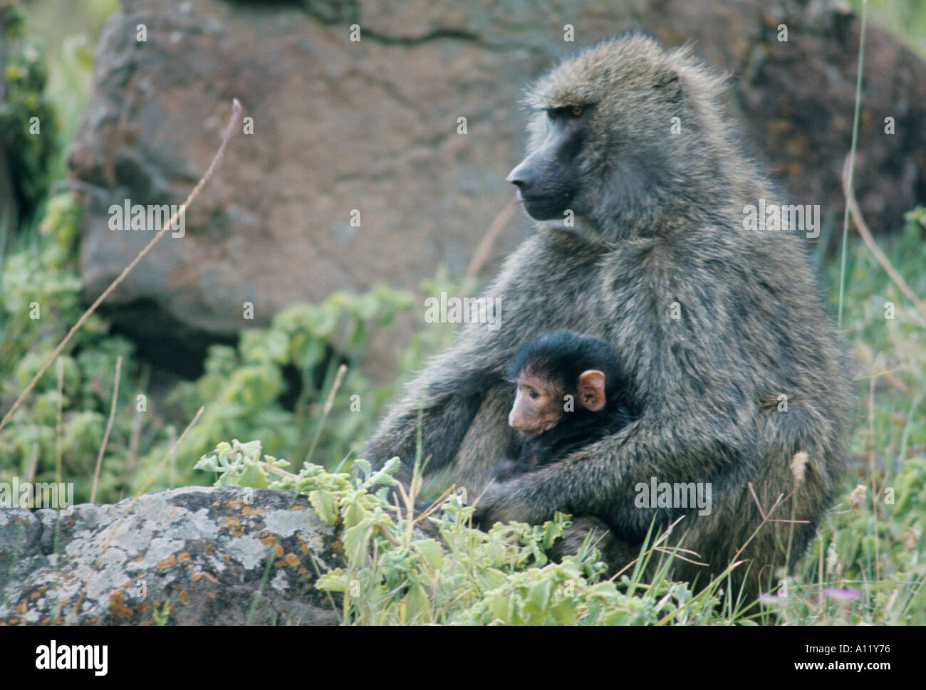 Olive baboon behavior hi-res stock photography and images - Alamy