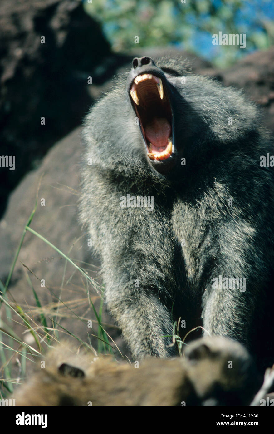 Baboon aggressive male hi-res stock photography and images - Alamy