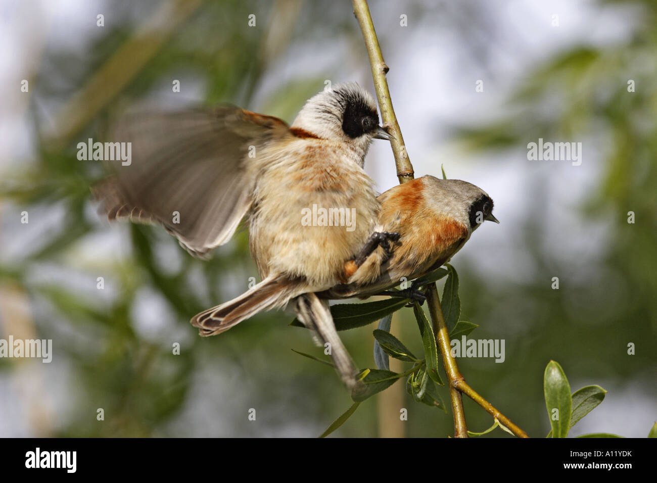 Remiz pendulinus, eurasian penduline tit Stock Photo - Alamy