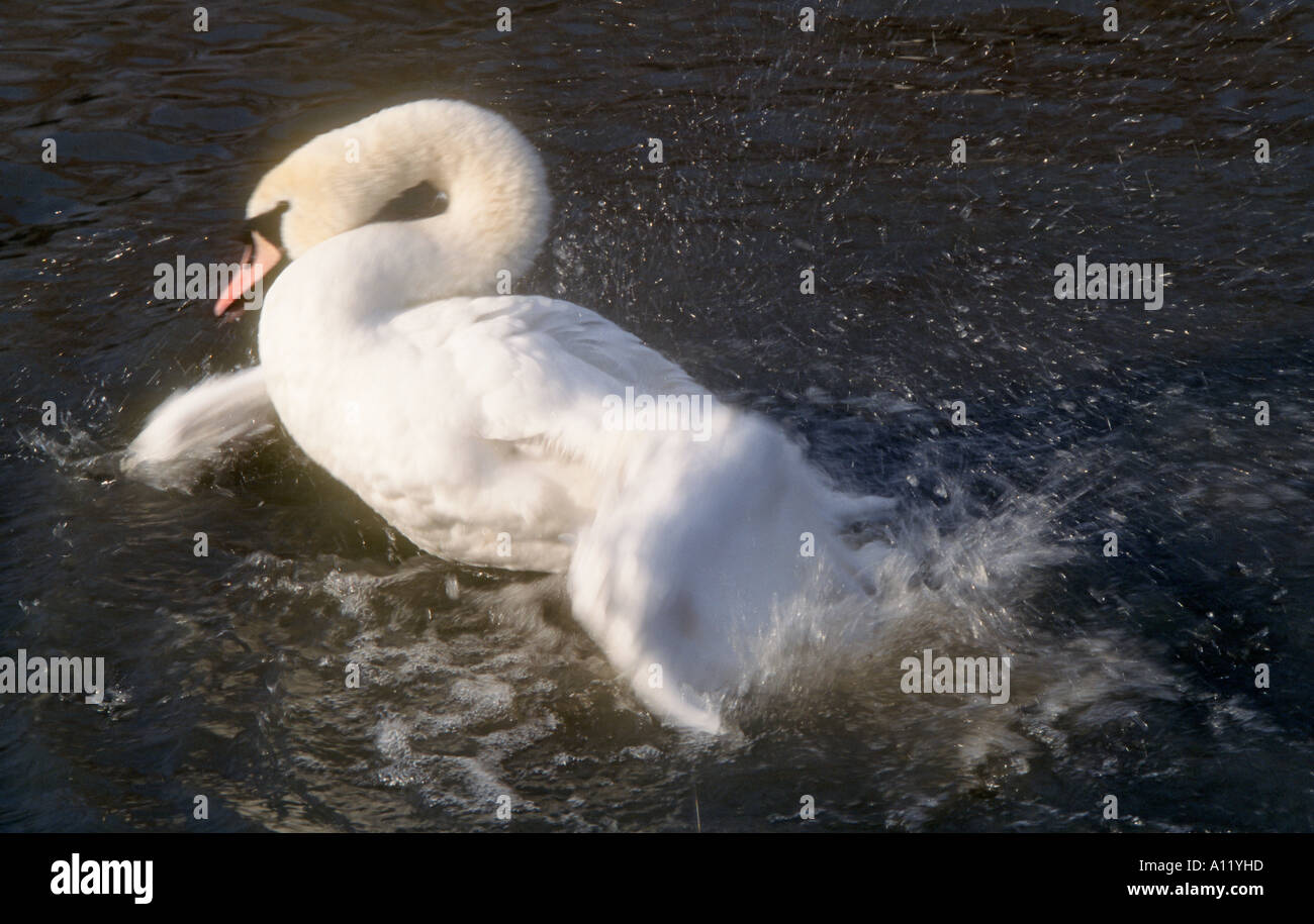male mute swan busking in water Stock Photo - Alamy