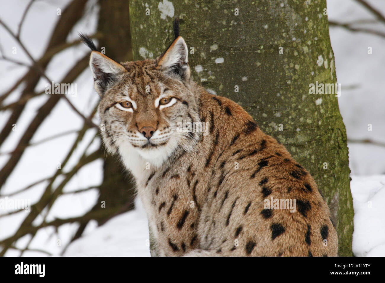Luchs luchs hi-res stock photography and images - Alamy