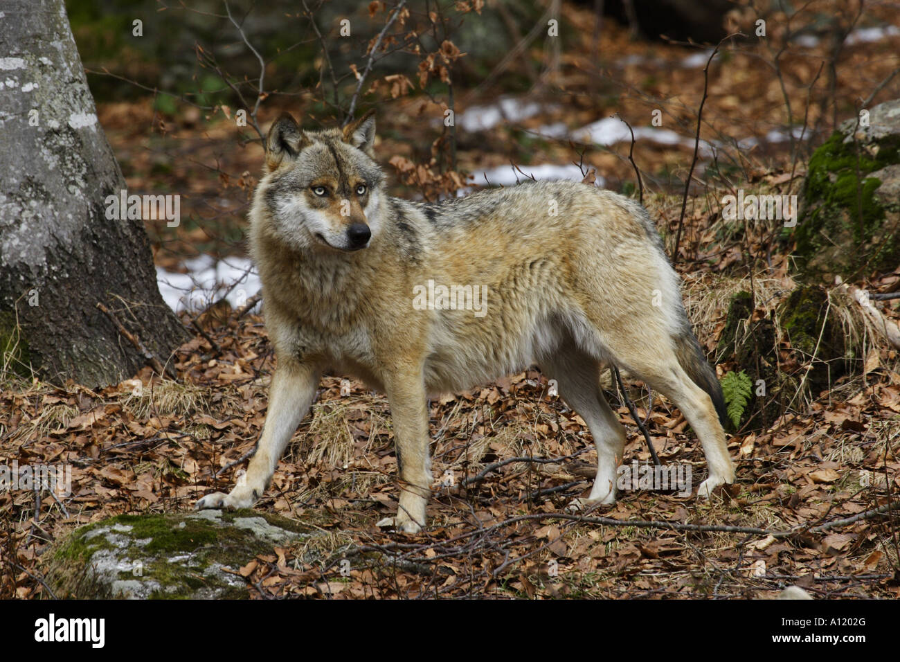 Wolf, Canis lupus Stock Photo - Alamy