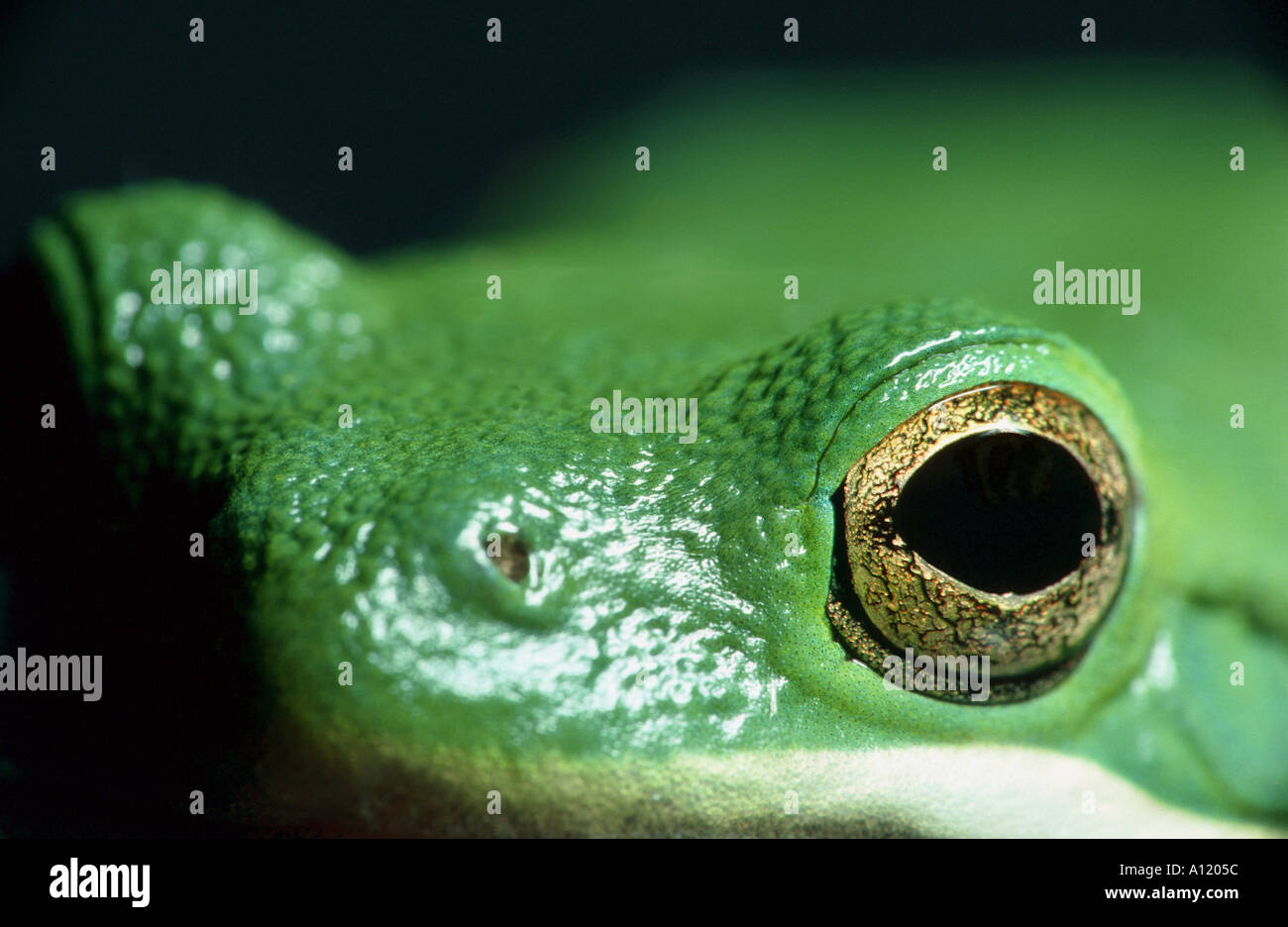 Lime green frog hi-res stock photography and images - Alamy