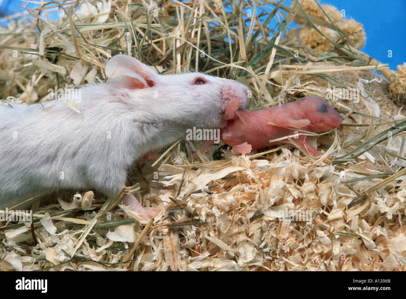 Colorful Mouse Animal
