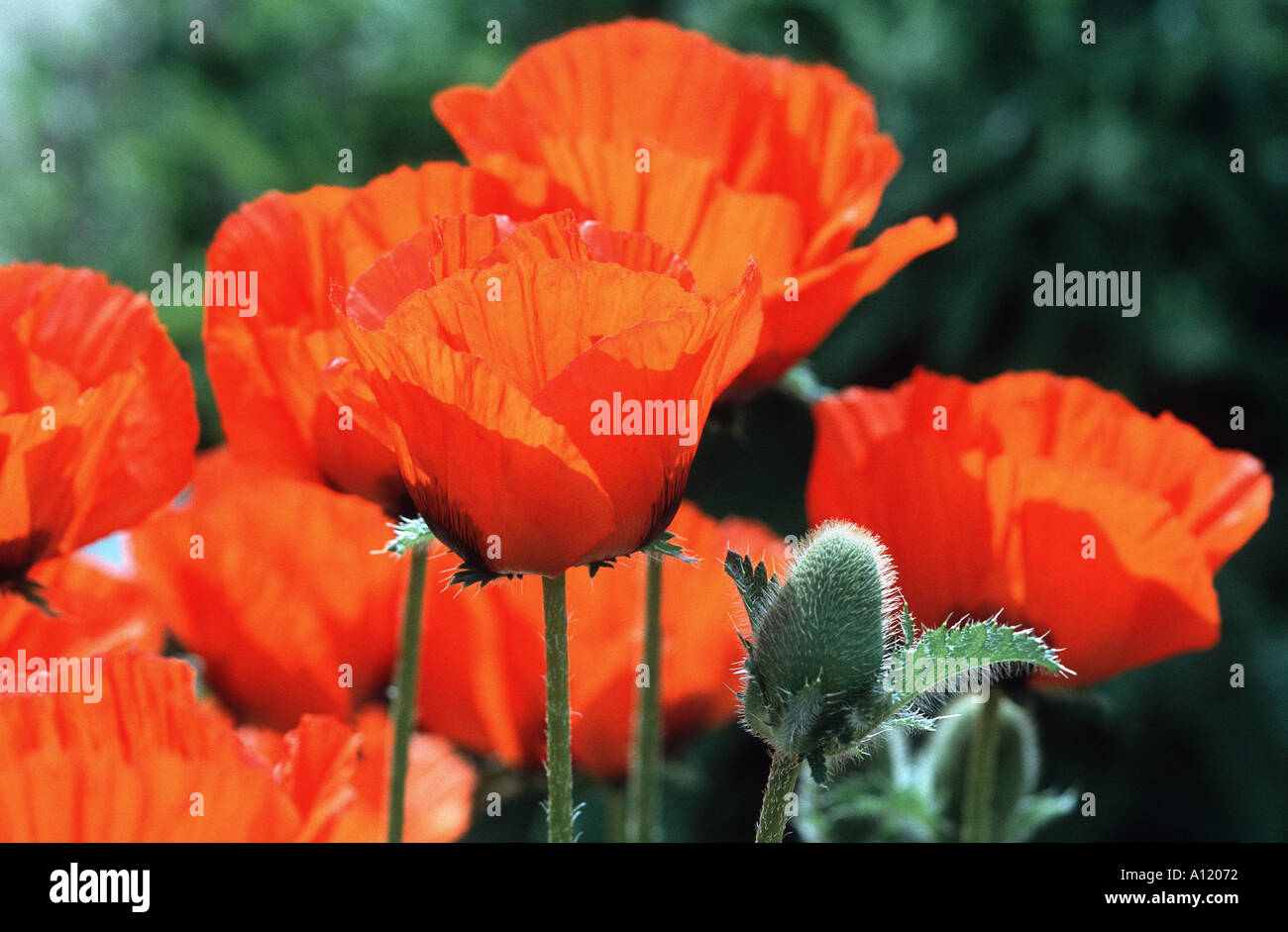 POPPY sleep poppy paper paperis flower Stock Photo - Alamy