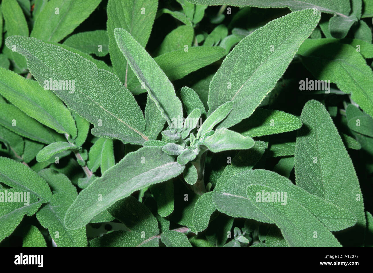 sage plant SALBEI Salvia Officinalis Stock Photo - Alamy