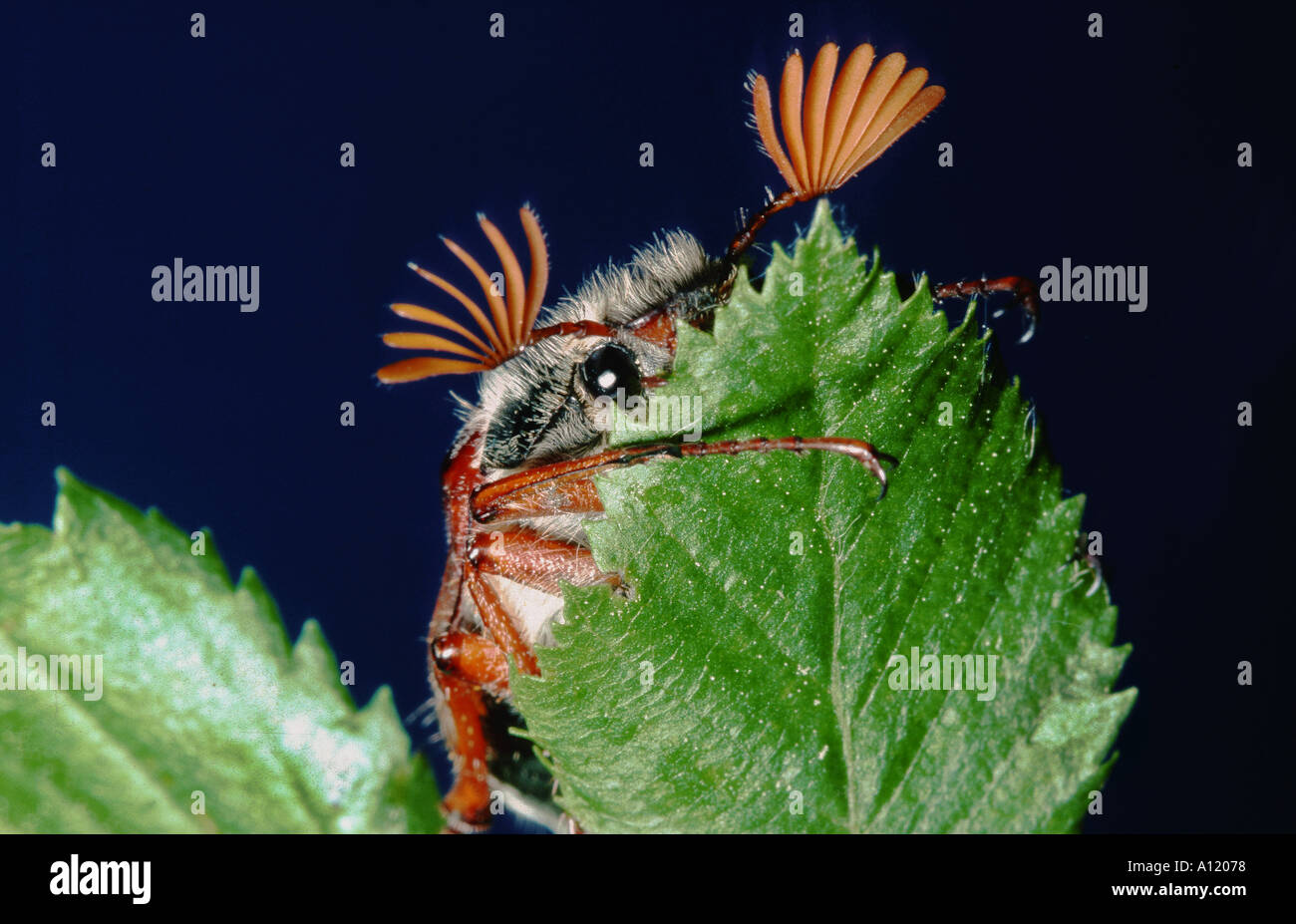 May bug Melolontha melolontha cockchafer PORTRAIT melolontha maybug ...