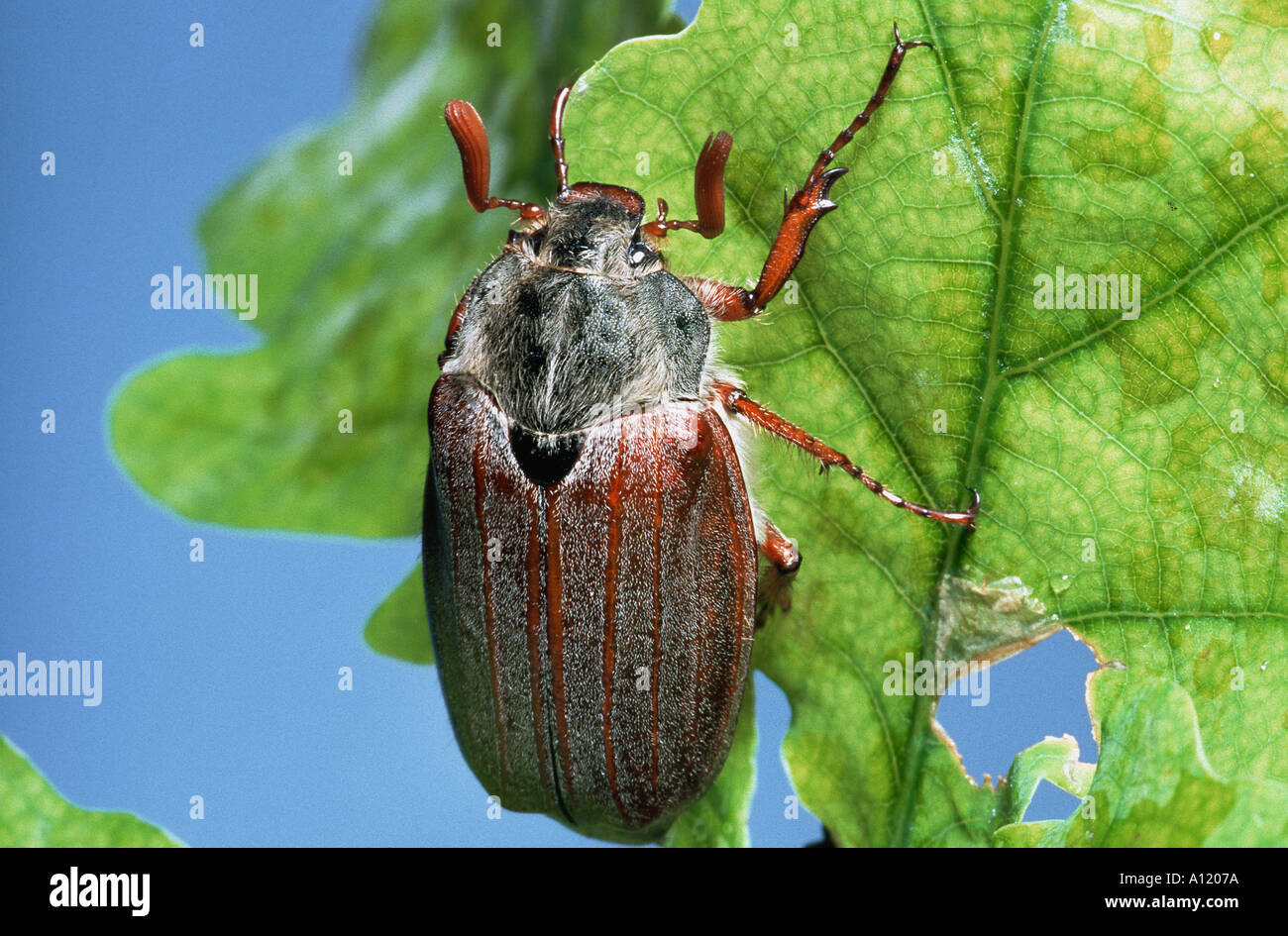 Maybeetle hi-res stock photography and images - Alamy