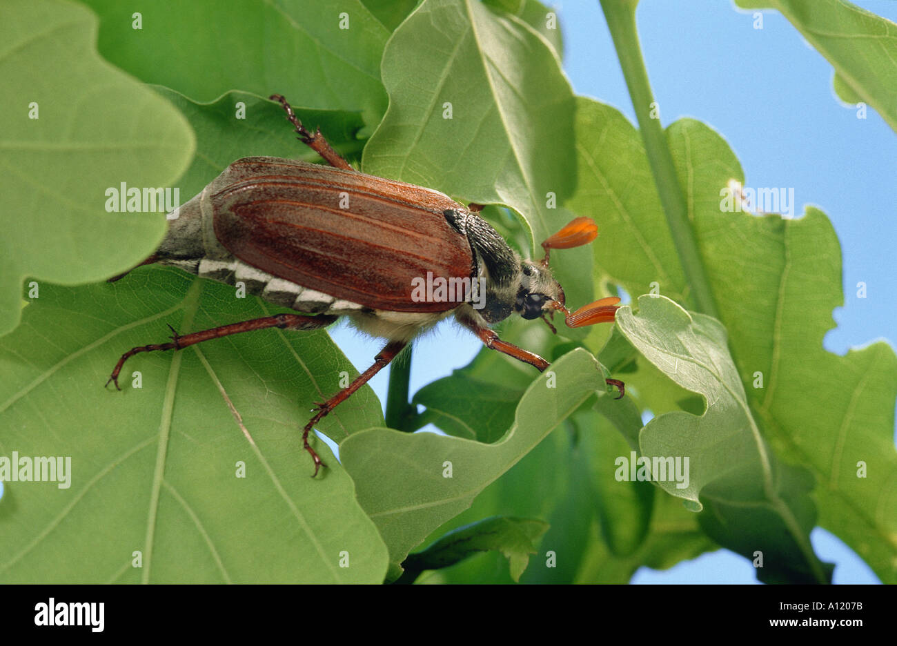 May bug Melolontha melolontha cockchafer melolontha maybug maybeetle ...