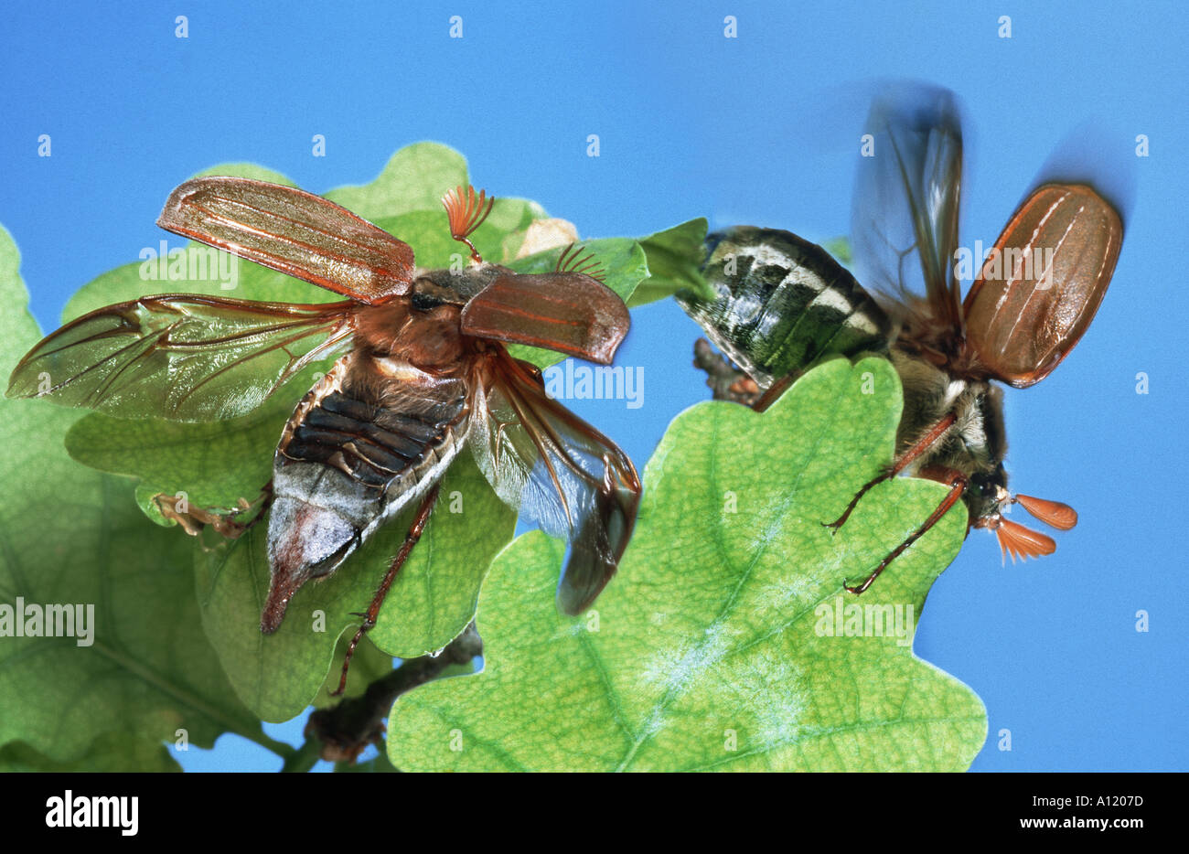 May bug Melolontha melolontha cockchafer melolontha maybug maybeetle ...