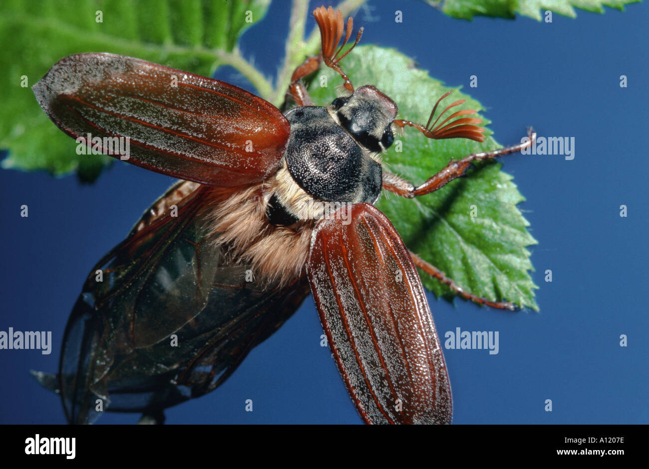 May bug Melolontha melolontha cockchafer melolontha maybug maybeetle ...