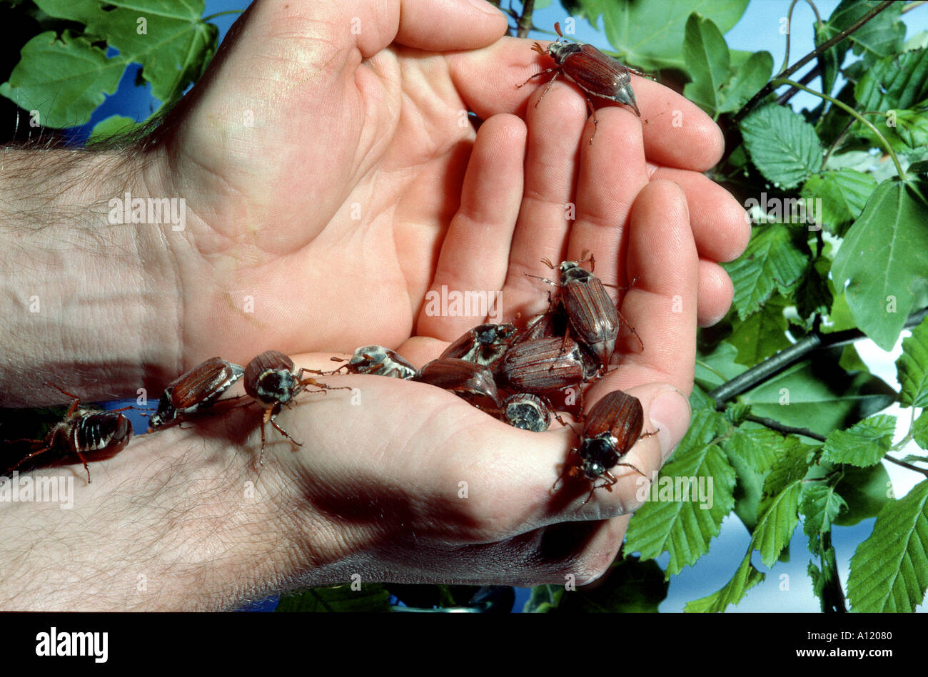 May bug Melolontha melolontha cockchafer melolontha maybug maybeetle ...