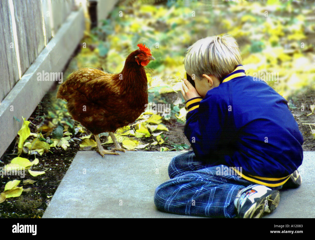 Young boy taking picture of chicken Stock Photo - Alamy