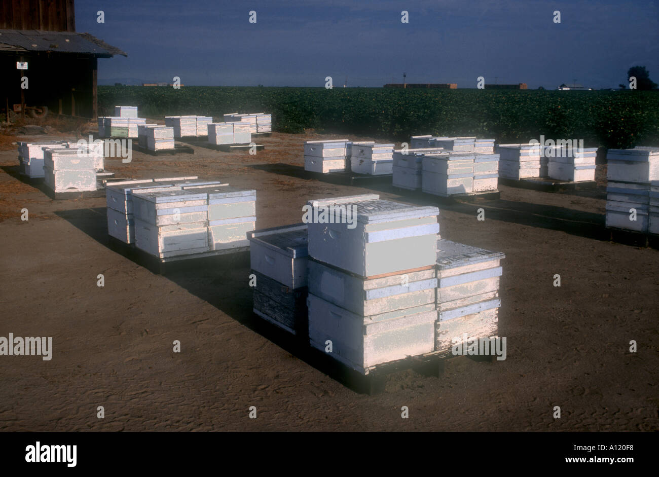 Commercial honey bee hives hi-res stock photography and images - Alamy