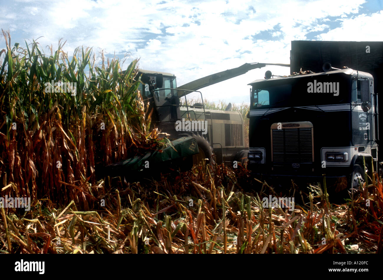 Field workers harvest corn hi-res stock photography and images - Alamy