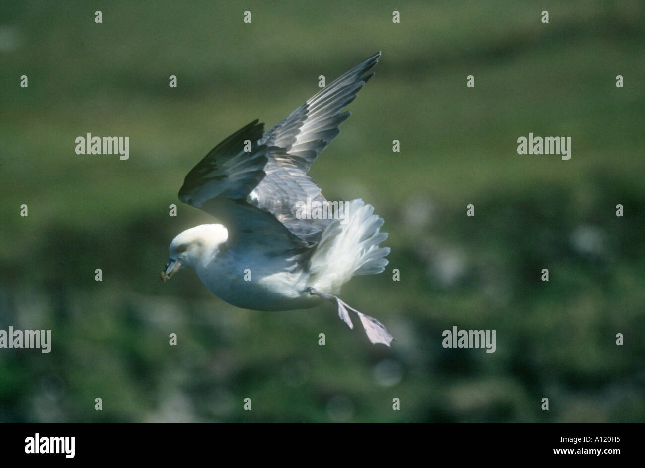fulmar petrel in flight Stock Photo - Alamy
