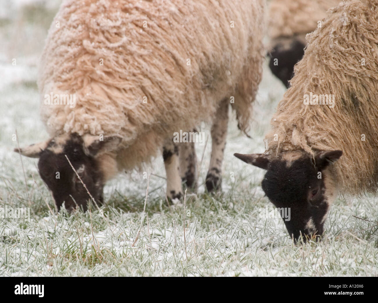 GRAZING SHEEP IN COLD CONDITIONS WITH GRASS COVERED IN FROST, HORSEY ...