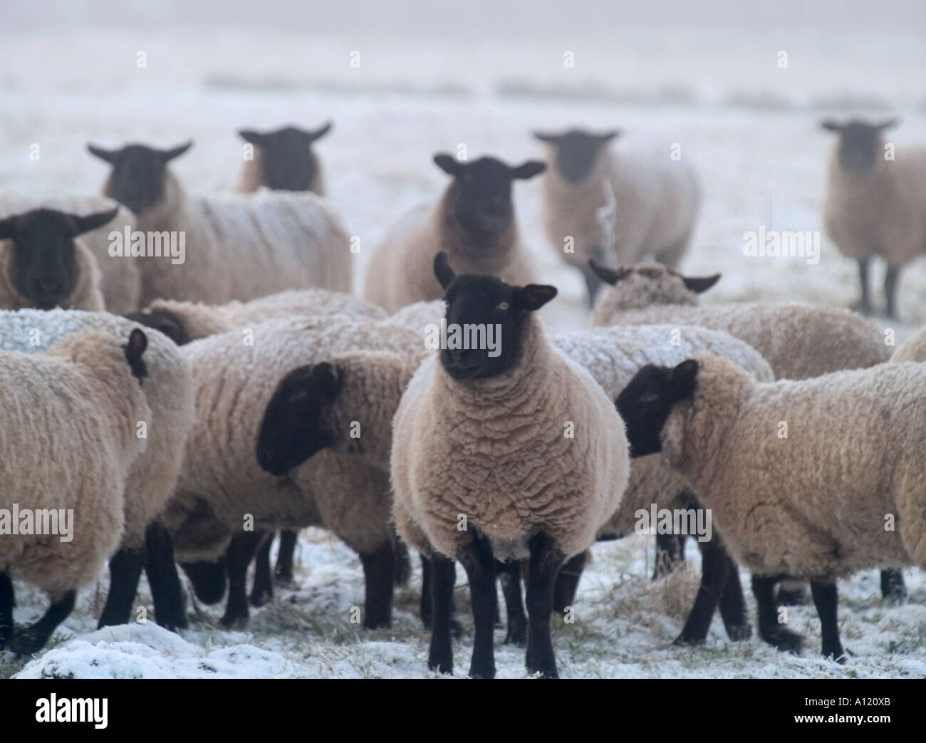 GRAZING SHEEP IN COLD CONDITIONS WITH GRASS COVERED IN FROST, NORFOLK ...