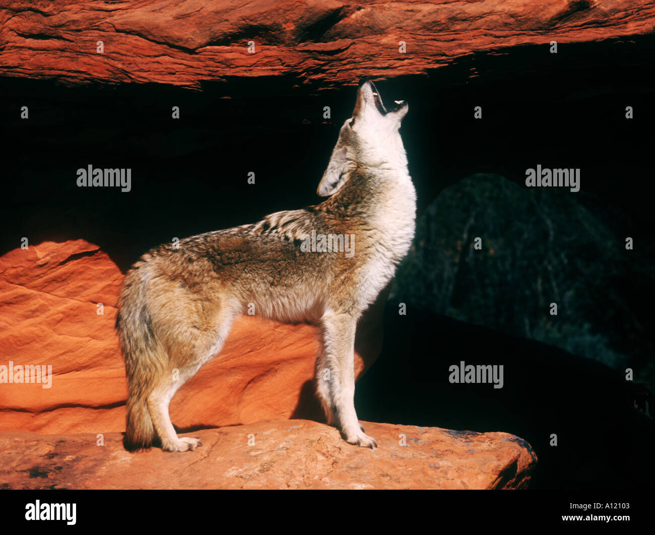 Western coyote howling hi-res stock photography and images - Alamy