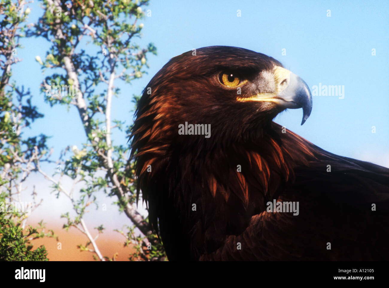 Golden eagle model hi-res stock photography and images - Alamy