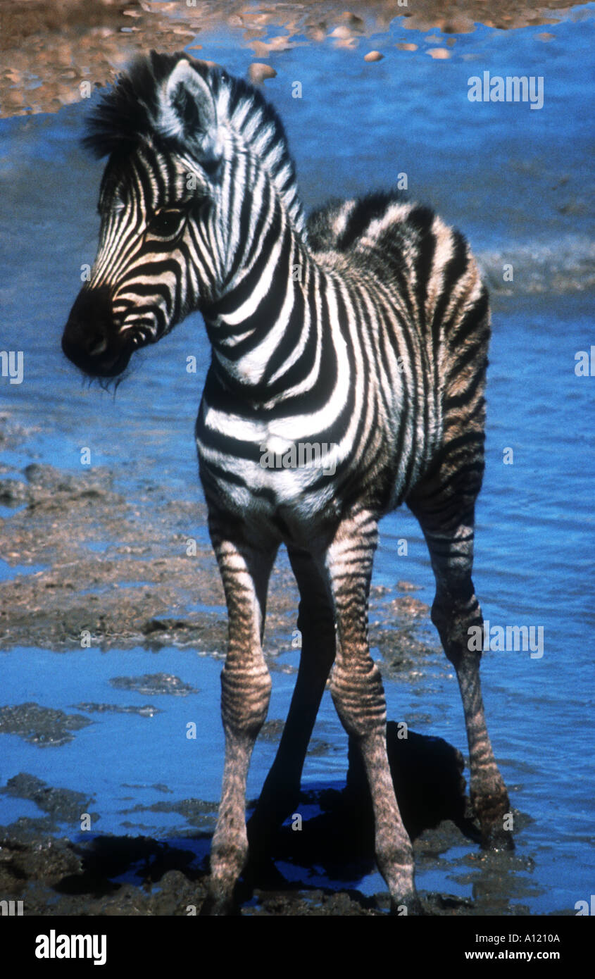 Baby zebra nursing hi-res stock photography and images - Alamy