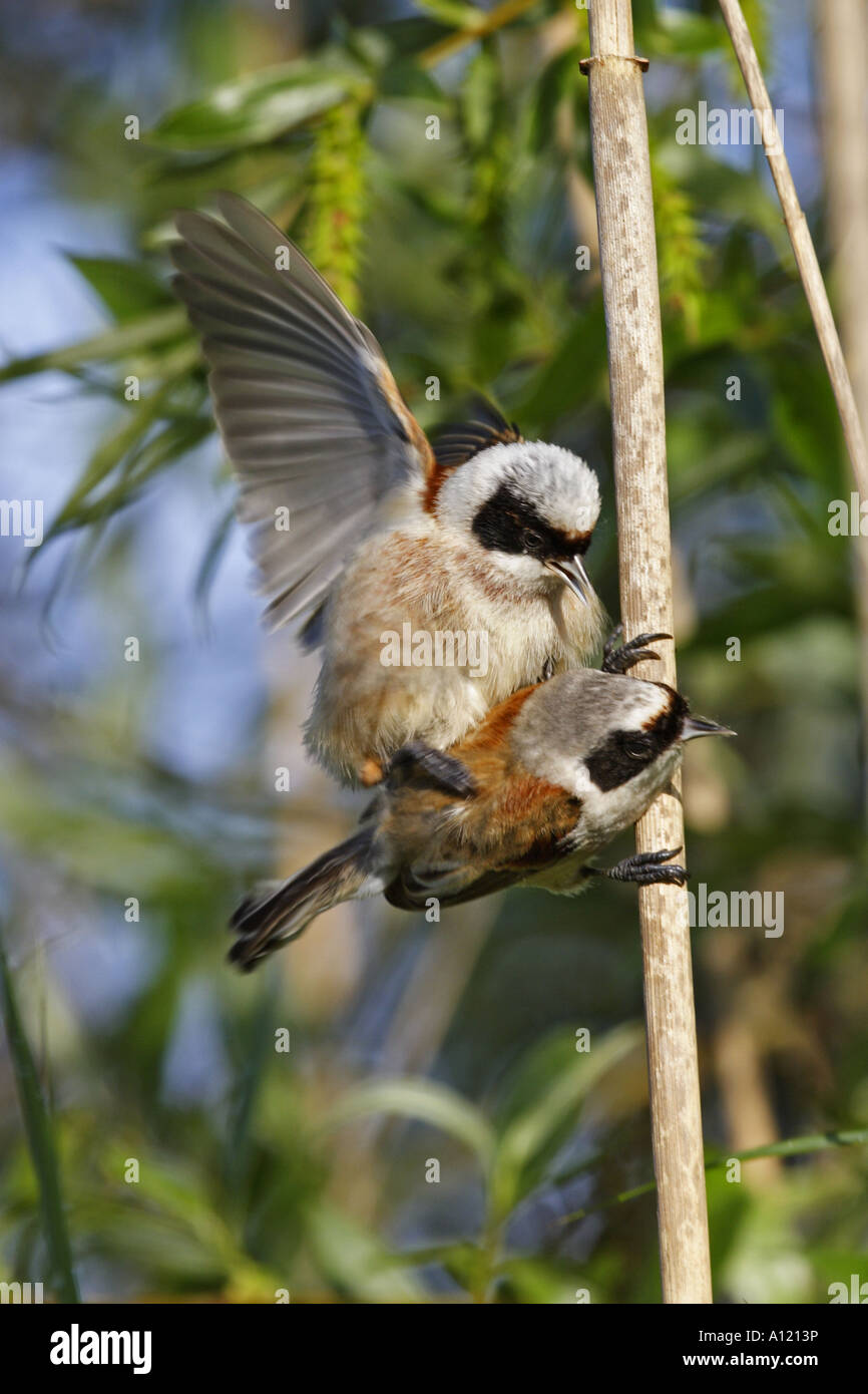 Remiz pendulinus, eurasian penduline tit Stock Photo - Alamy