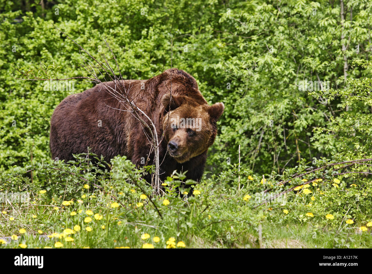 Braunbär, Ursus arctos Stock Photo - Alamy