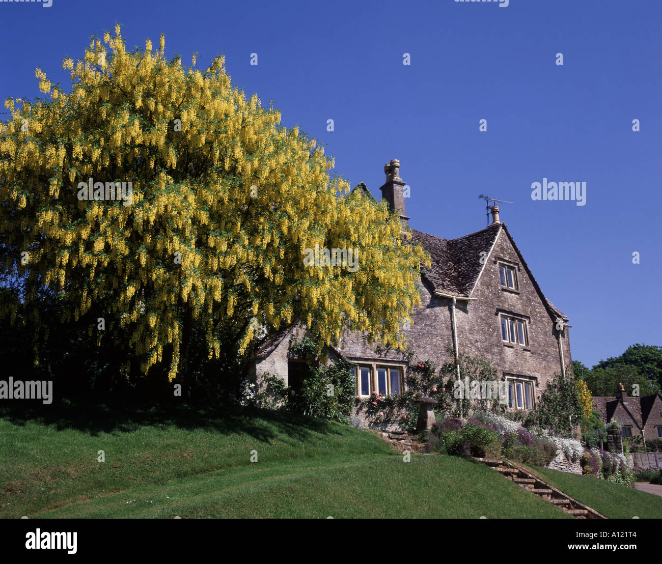 Old laburnum tree hi-res stock photography and images - Alamy