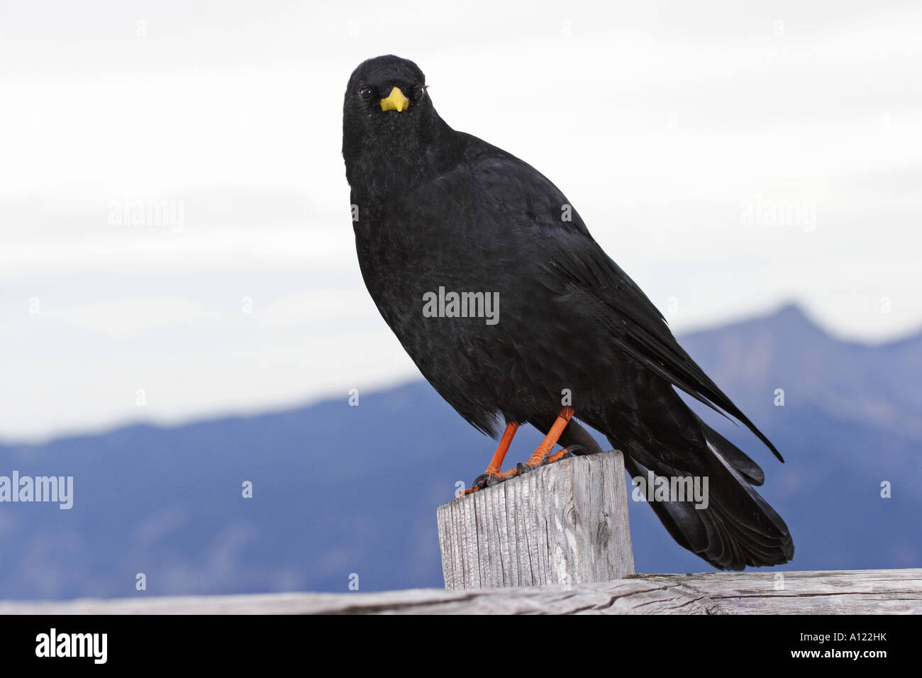 Alpendohle, Pyrrhocorax graculus Stock Photo - Alamy