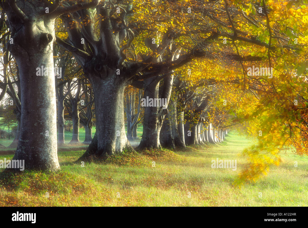 Beech tree avenue near Badbury Rings Dorset county England UK This ...
